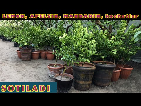 LEMON 🍋 APELSIN🍊 MANDARIN🍊 kochatlar sotiladi va ekib beramiz ☎️ +998 90-306-04-24