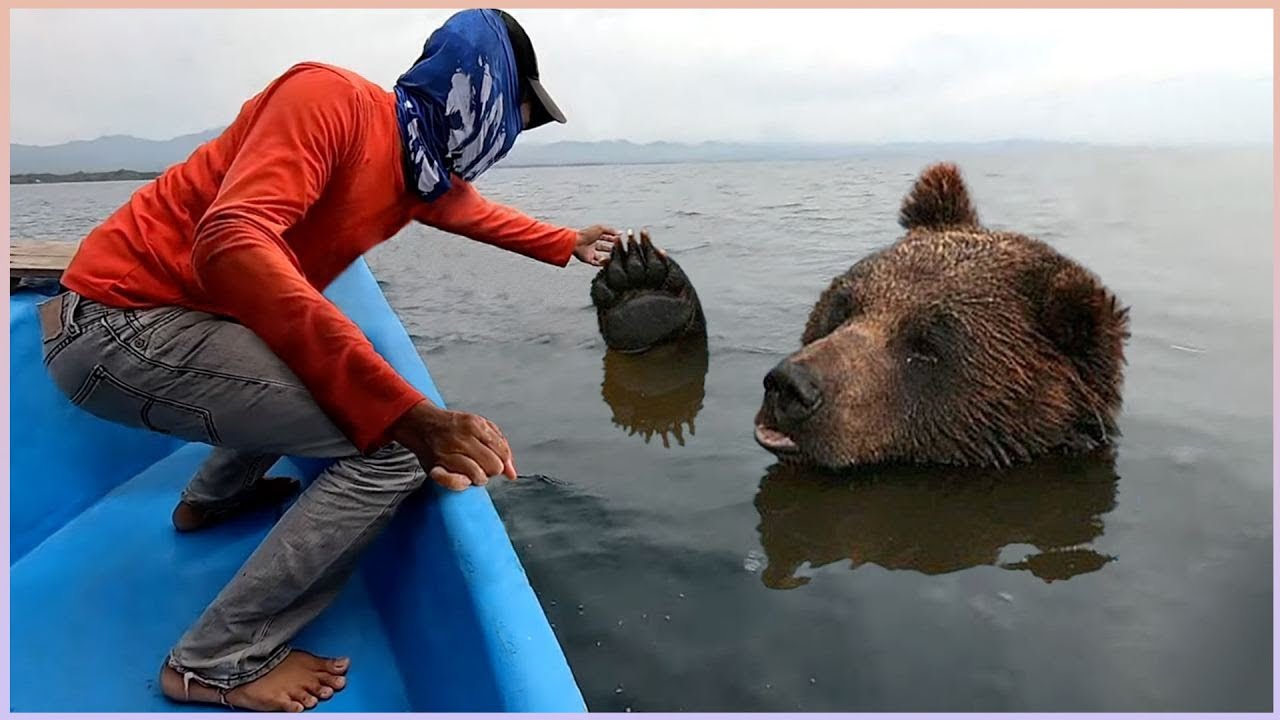 40 حيوان طلبوا المساعدة من البشر | مؤثر جدا - YouTube