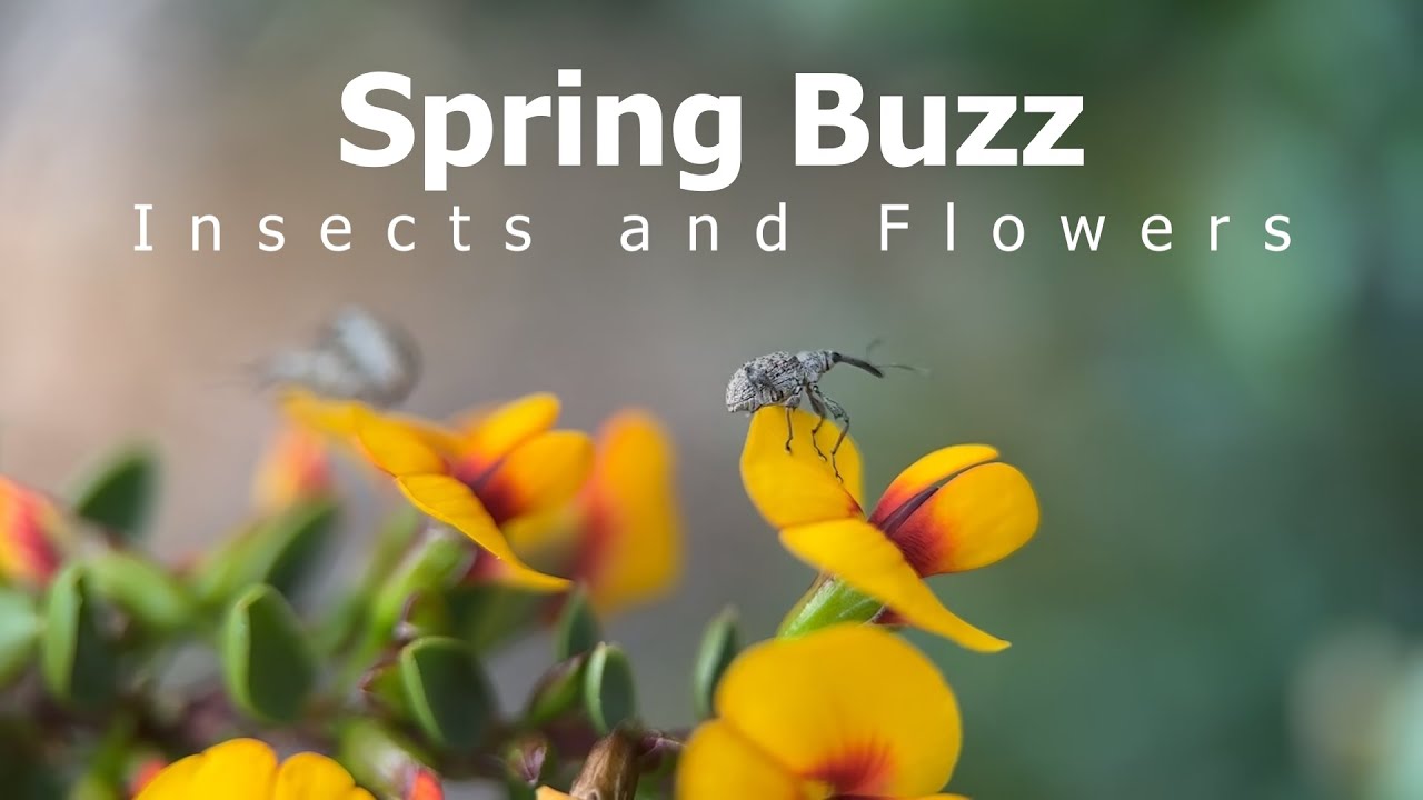 Spring Buzz Insects and Flowers - YouTube