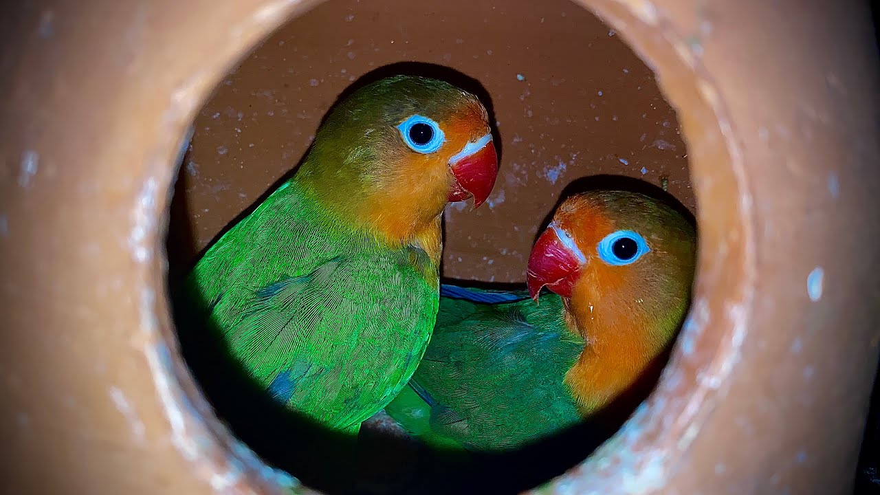 Love birds 🦜🦜🦜 ️ || Nesting of love birds || Fischer lovebirds || Rosey ...