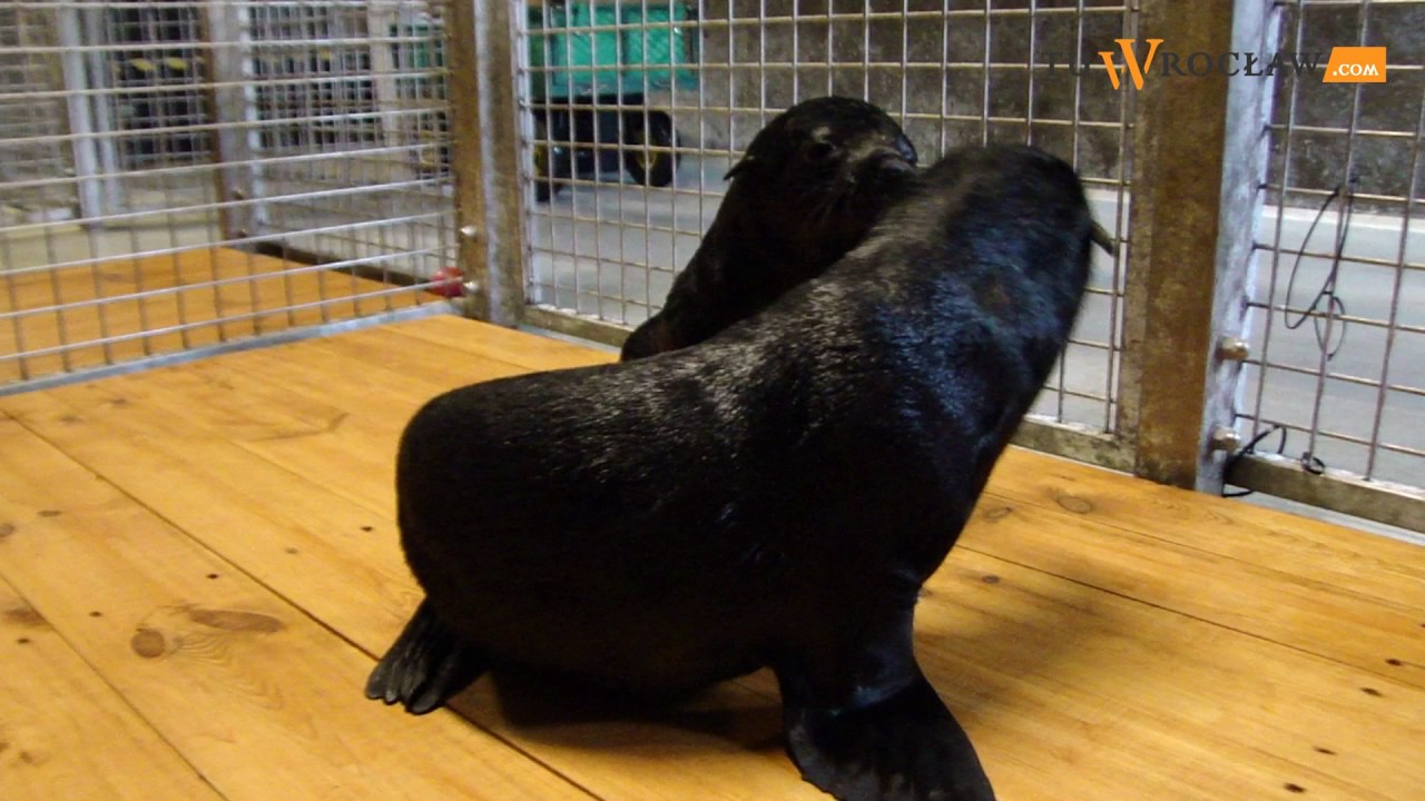 Kotiki z wrocławskiego Zoo - YouTube