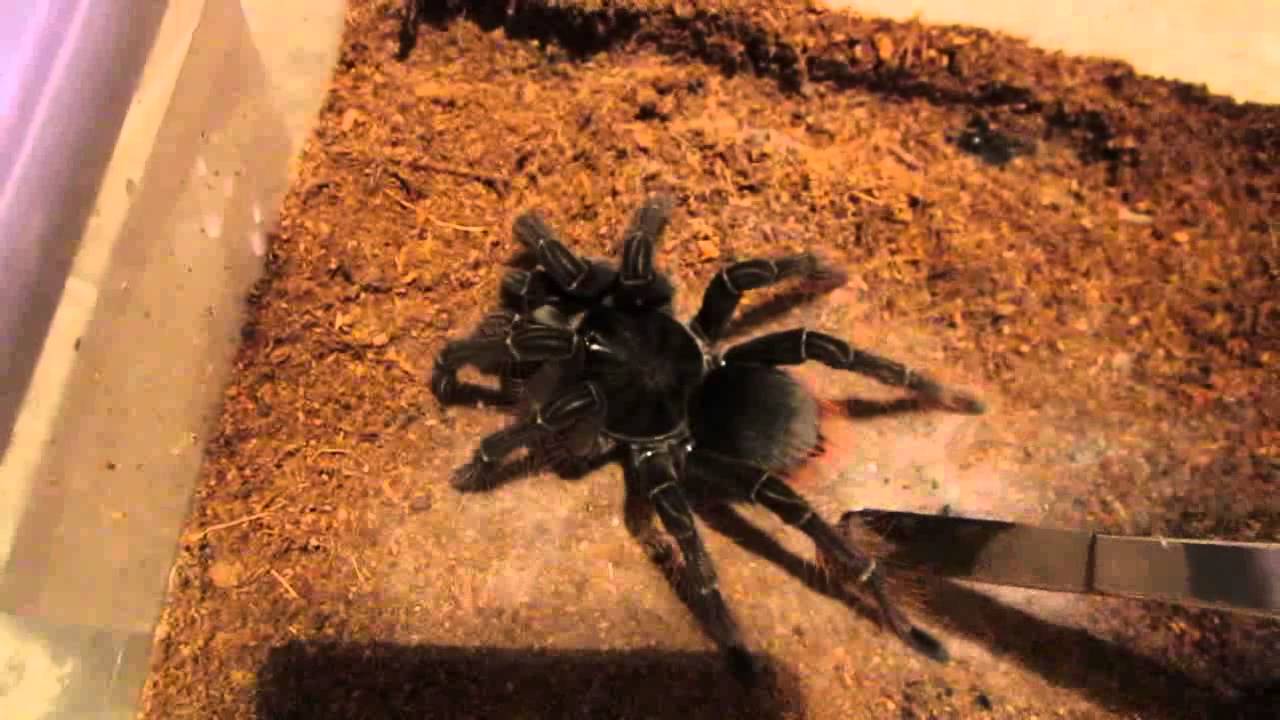 P. murinus, H. lividum, T. stirmi Tarantula Updates - YouTube