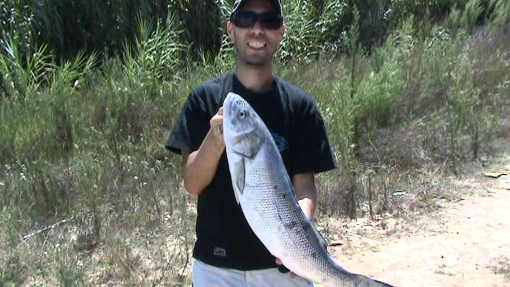 Rato do Mar imbativel - YouTube