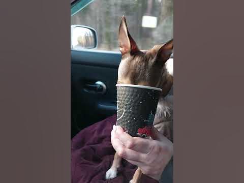Собака любит кофе - YouTube