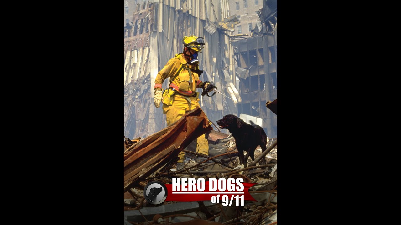 Hero Dogs of 9/11 HD Version 720p - YouTube