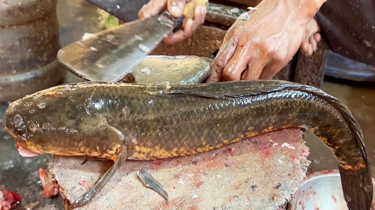 Amazing Big Murrel Fish Cutting Skills Live in Fish Market | Fish ...