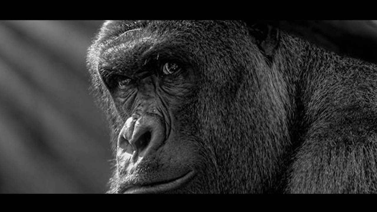for harambe - YouTube