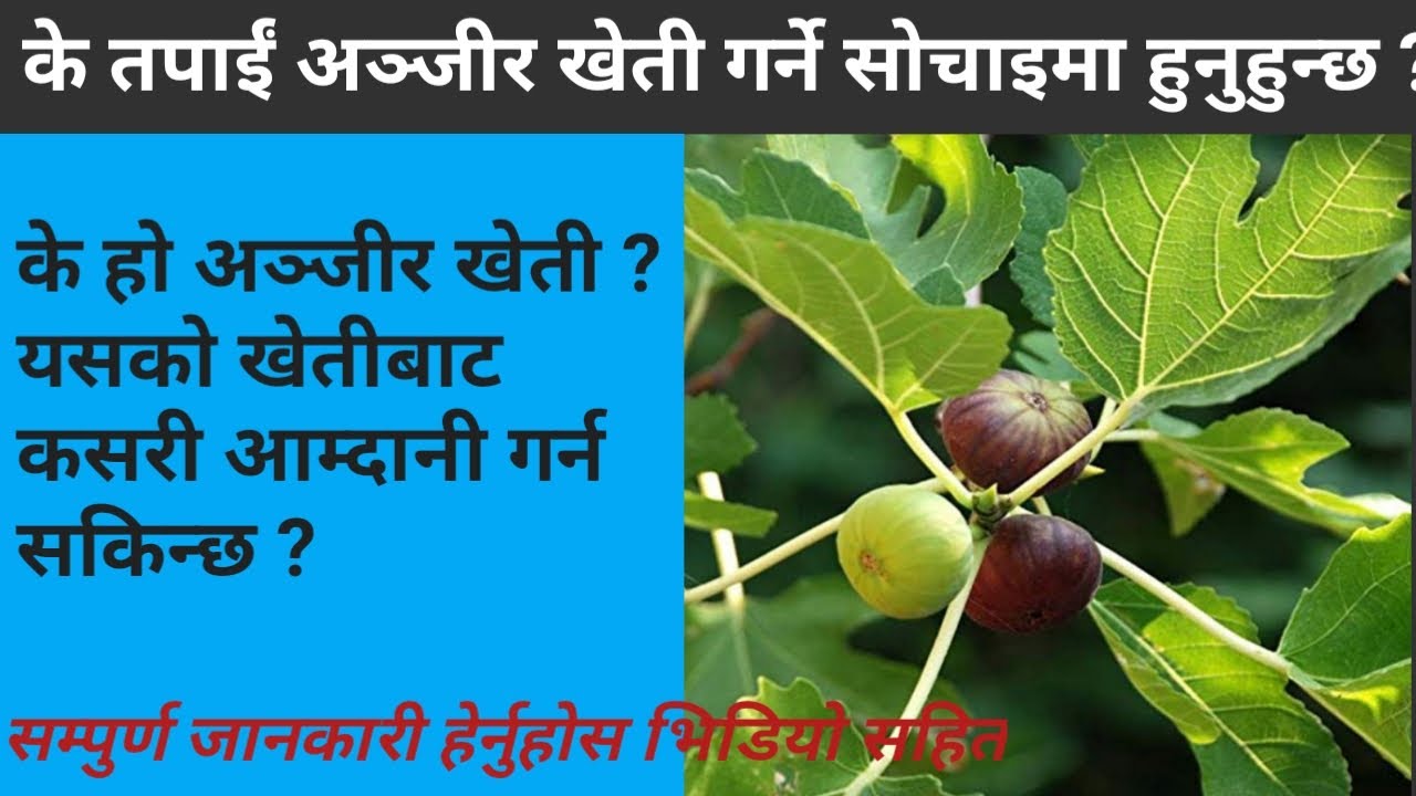 अंजीरको व्यावसायिक खेति गर्ने तरिका || Krishi Sandesh About Anjir ...