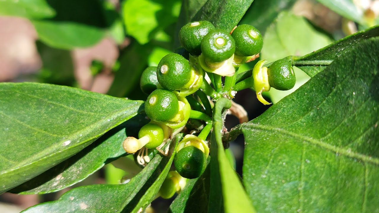 Citrus flowers forming fruitlets - YouTube