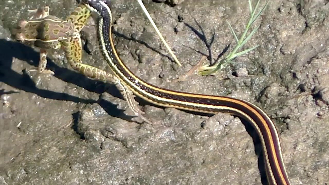 Snake vs Frog mbo blog - YouTube