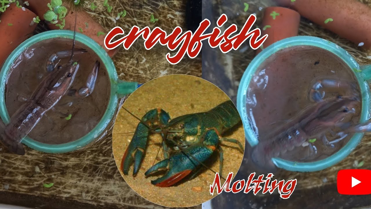 ARC crayfish in Paraiso molting 3 months old - YouTube