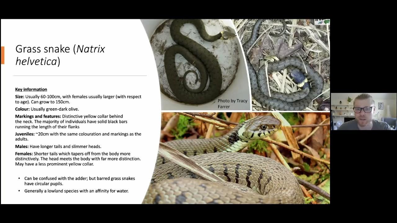 Reptile ID & Ecology Talk - YouTube