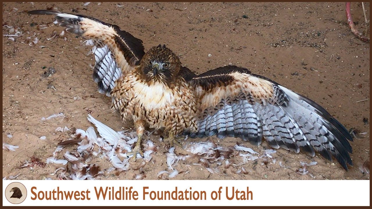 Raptors Need Their Tail Feathers - YouTube