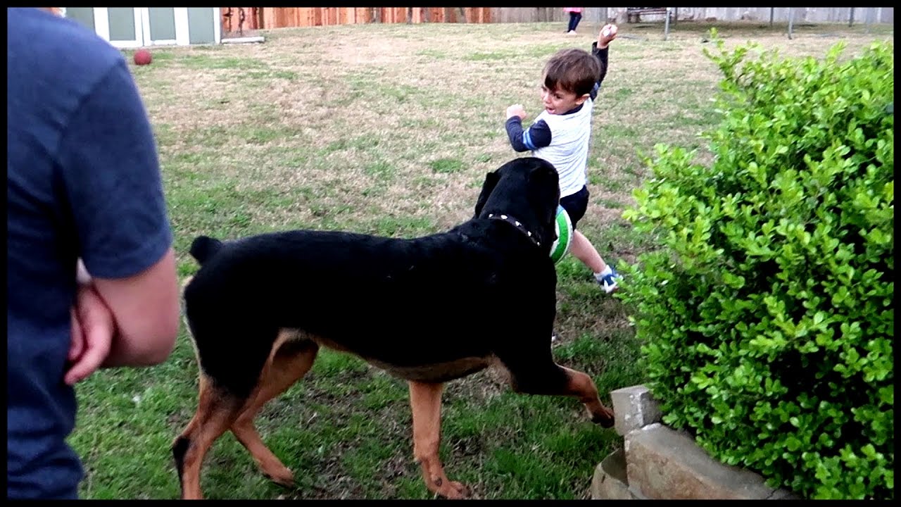 HUGE DOG SCARES THE PANTS OFF LITTLE BOY! | Sam & Nia - YouTube