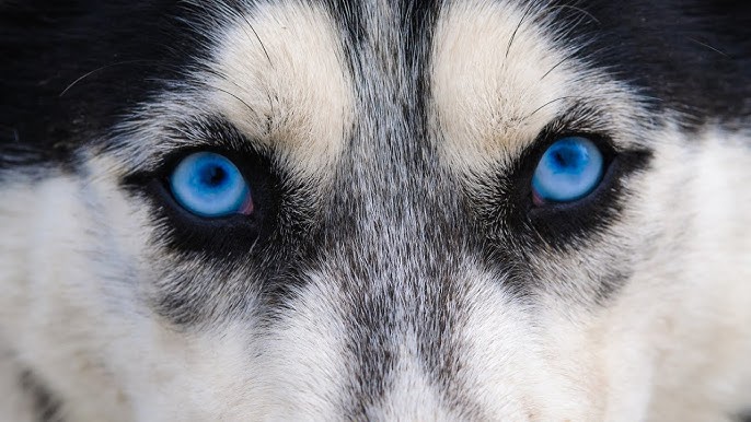 Wolf Dog Hybrid Puppies With Blue Eyes