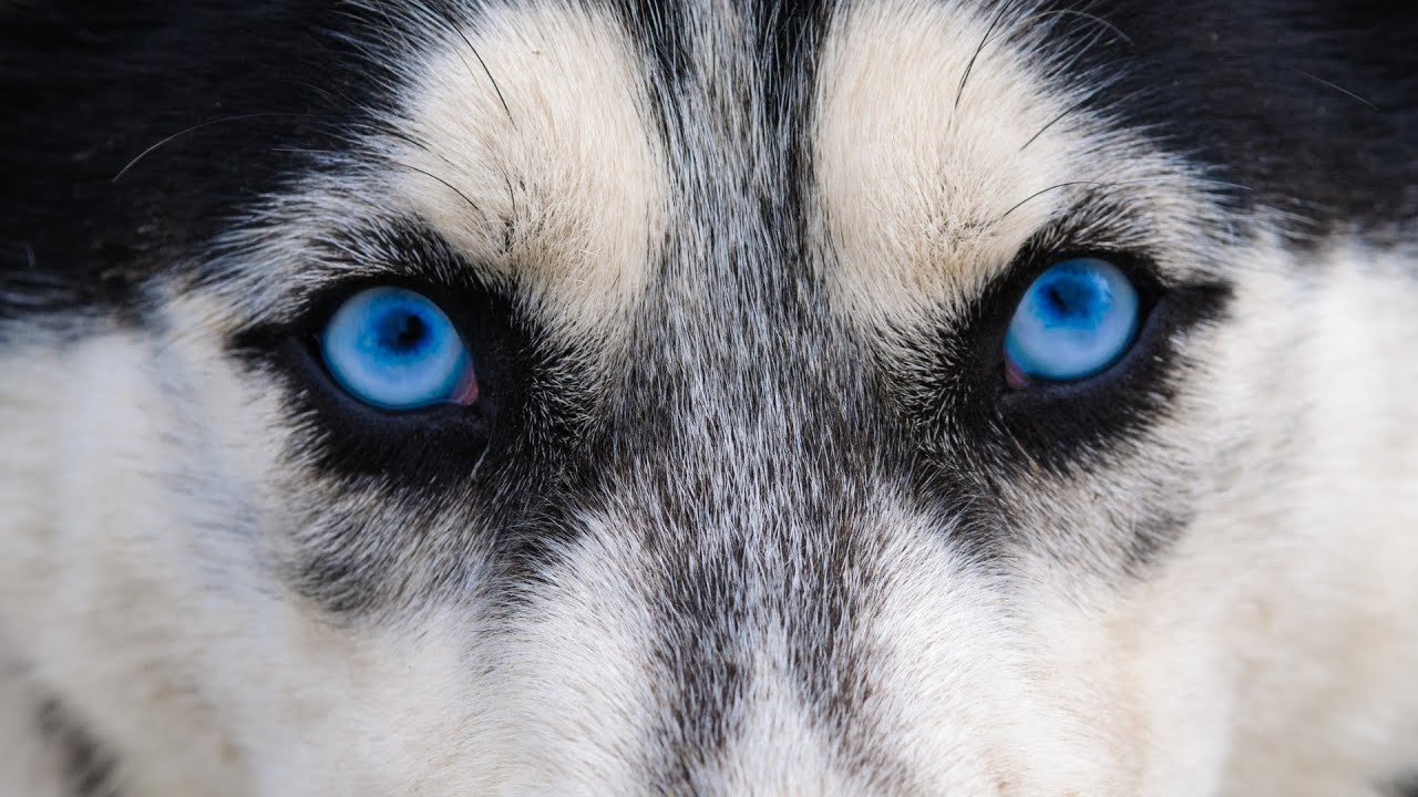 Top Ten Dog Breeds that are Closest to Wolves - YouTube