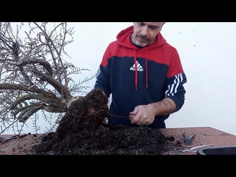 Como trabajar las raíces para hacer un buen nebari desde cero. - YouTube