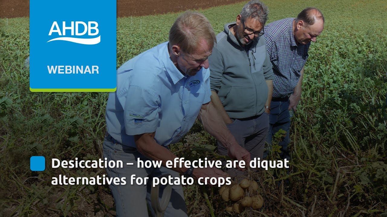 Desiccation – how effective are Diquat alternatives for potato crops ...