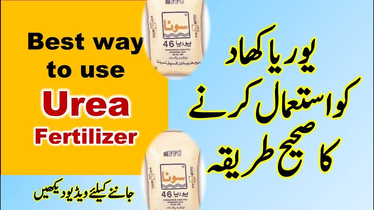 How to use Urea fertilizer || Best method to use urea fertilizer | Ho ...