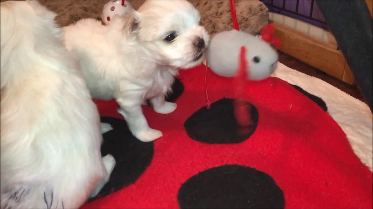 Ch Little & Bell puppies - 7/5/17 - YouTube
