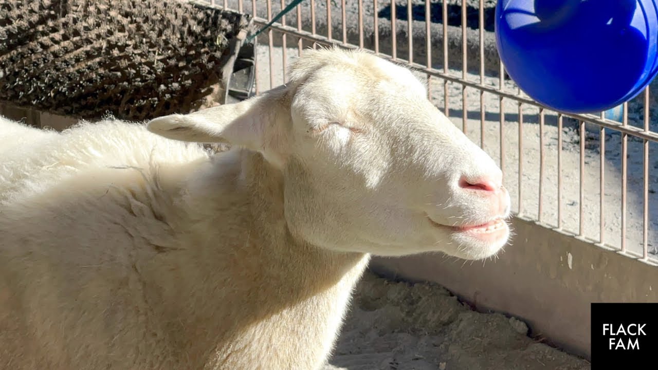 So Much Poop | Animal Kingdom | WDW 4K - YouTube