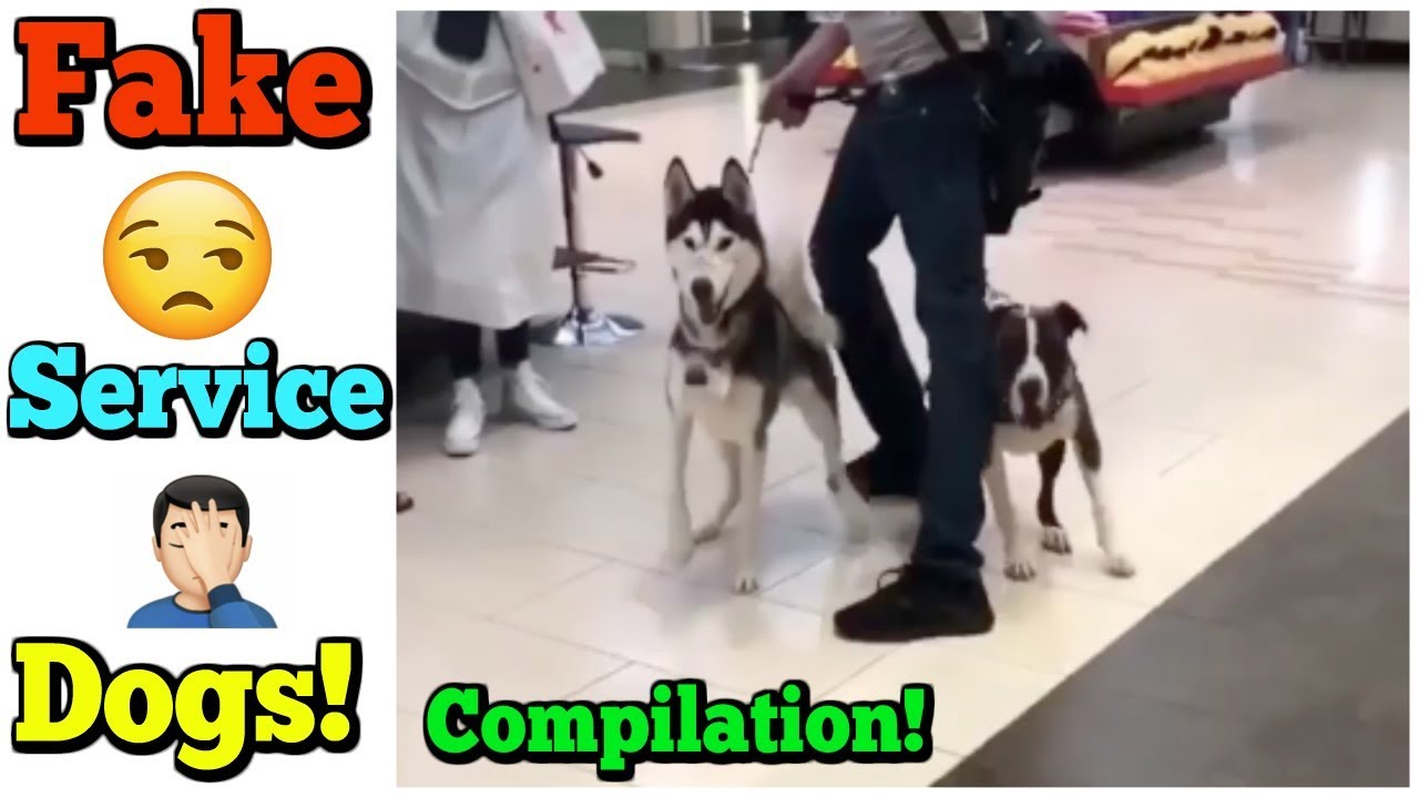 Fake Service Dog Compilation - YouTube