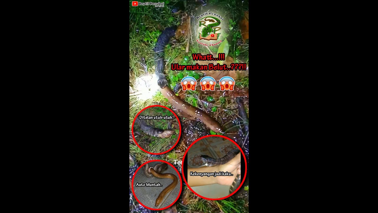 ULAR TELAN BELUT HIDUP-HIDUP...!!! | ULAR VS BELUT - YouTube
