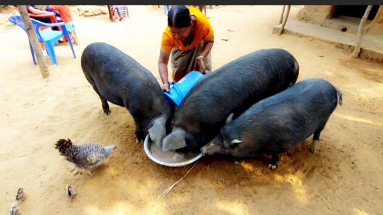 Thinking of doing a pig farm//My pet pig eats for fun//suar ki video ...