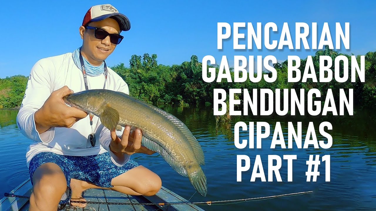 PENCARIAN IKAN GABUS BESAR BENDUNGAN CIPANAS PART 1 - YouTube