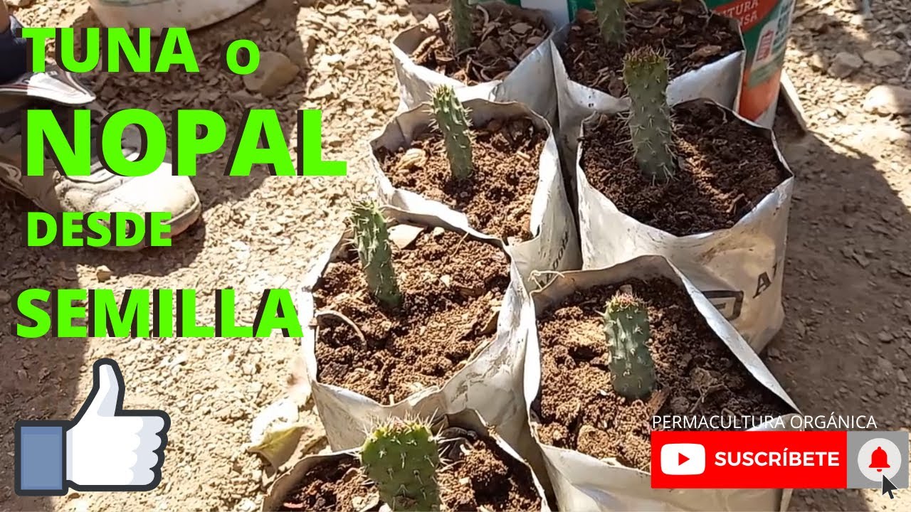 CÓMO CULTIVAR TUNA O NOPAL DESDE SEMILLA - YouTube
