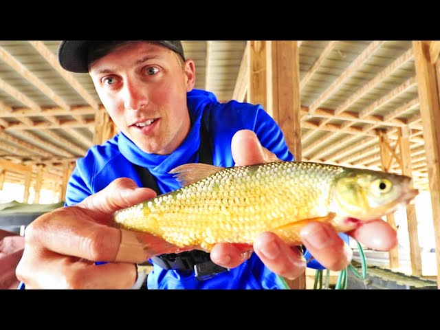 Golden Shiner Bait