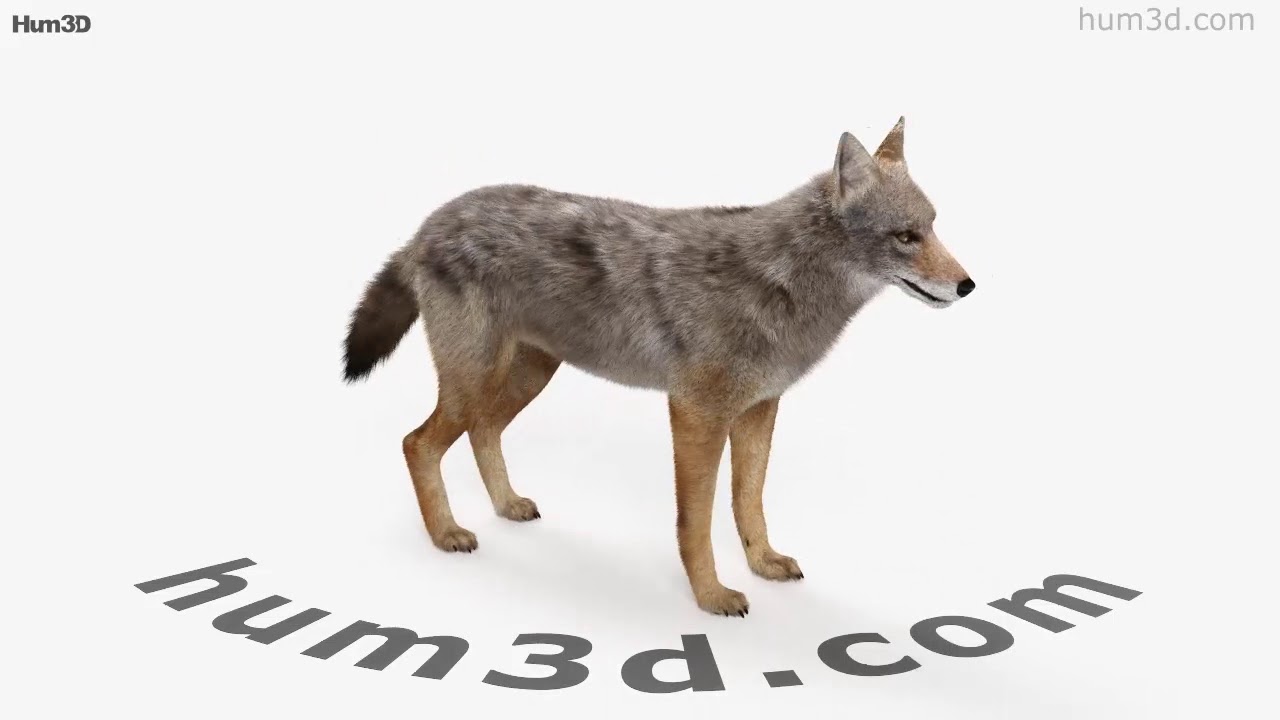 Golden Jackal 3D model by 3DModels.org - YouTube