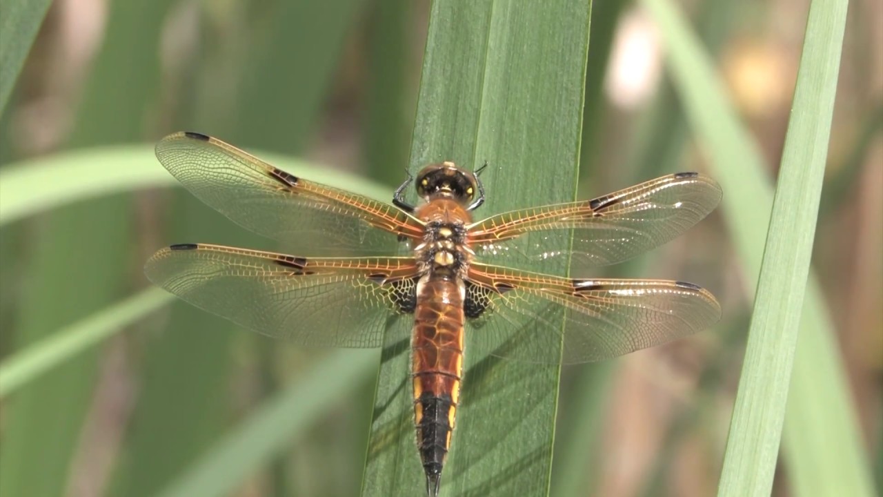 En quête du vivant LES ODONATES - YouTube