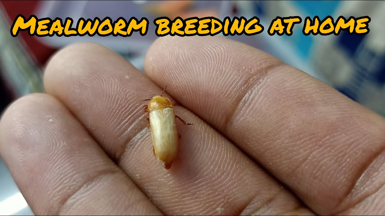 Meal worm breeding at home - YouTube