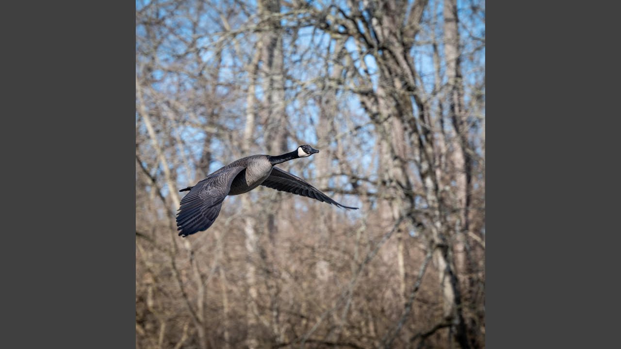 CRAZY CANADA GEESE - YouTube