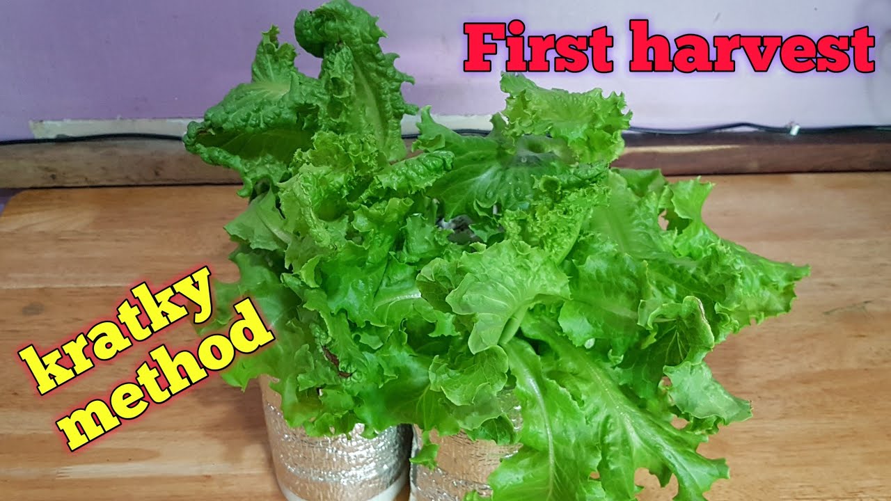 lettuce first harvest (kratky method) #hydroponics #kratky # ...