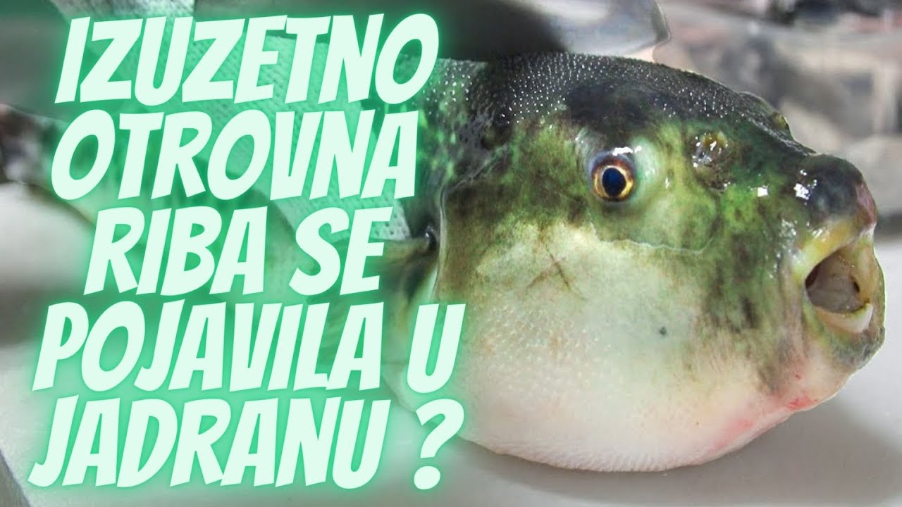 Izuzetno otrovna riba se pojavila u Jadranu - YouTube