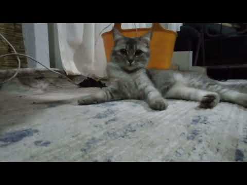Kiraz'ı İple Oynatıyoruz. British Longhair, nede olsa daha çocuk. funy Cat videos