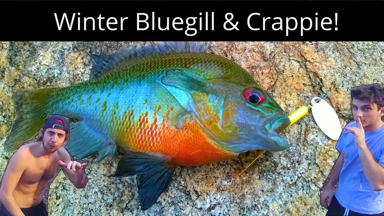 Winter Crappie & Bluegill Fishing: Bobber & Worm Fishing (Uncle Andy ...