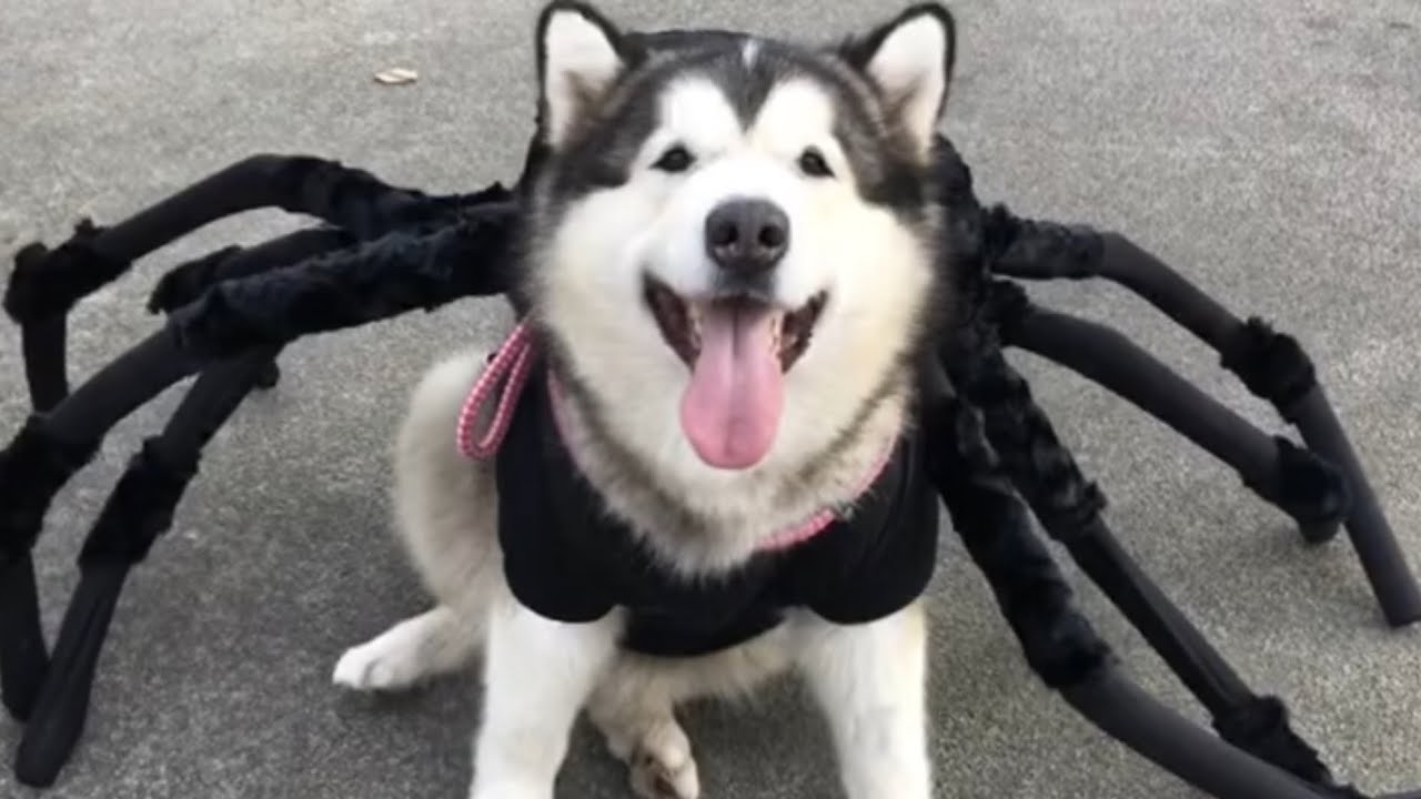 Dog Dressed As Spider Is The Cutest Thing You'll Ever See!! - YouTube