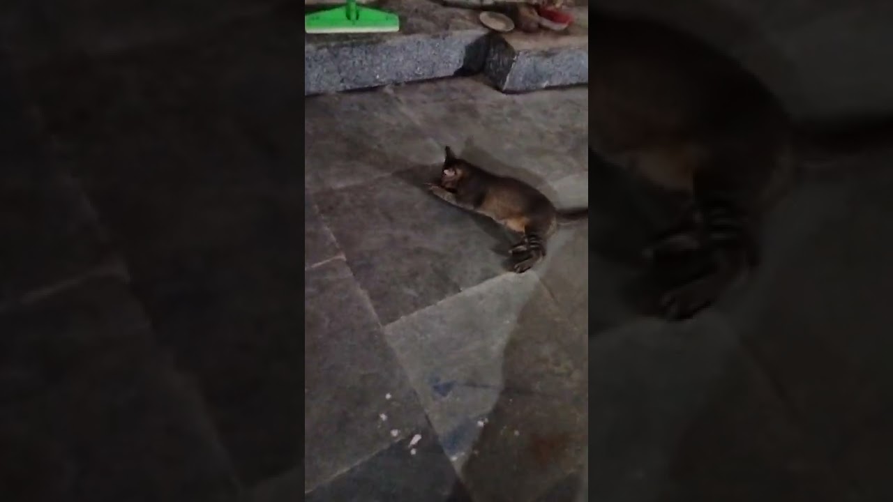 Cat killing the rat And enjoying his Shikaar - YouTube