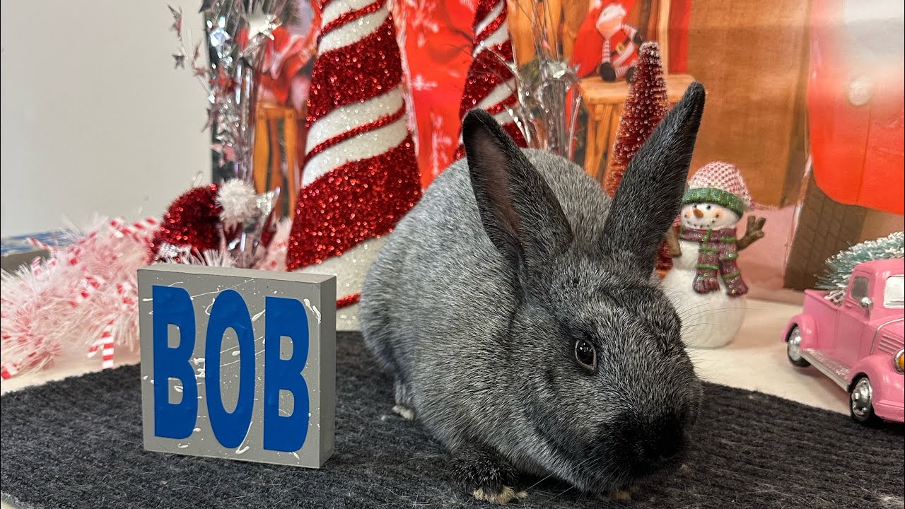 How Did We Do at the Last Rabbit Show of 2023 - YouTube