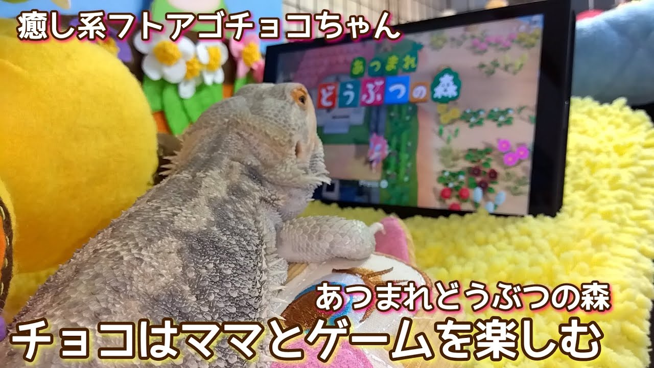 【本編動画】ママをチェックするトカゲ@taasan_home #癒し系フトアゴチョコちゃん #ベタ慣れチョコちゃん #チョコキン - YouTube