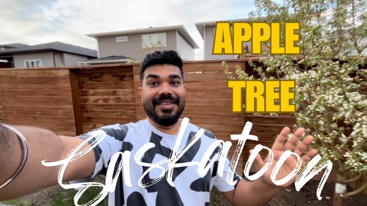 Apple tree in my backyard in Canada | life in Saskatoon | spring in ...