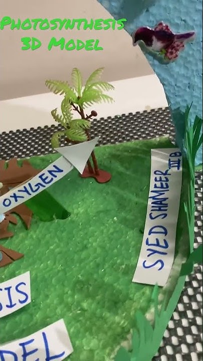 Photosynthesis 3D project about photosynthesis 3D model learnScience ...