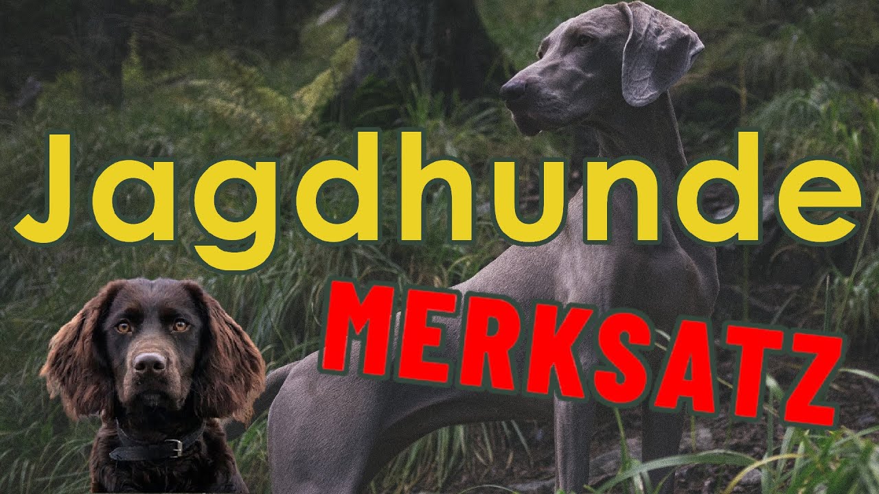 Jagdhunde Merksatz - Jägerprüfung Jagdhundewesen - YouTube