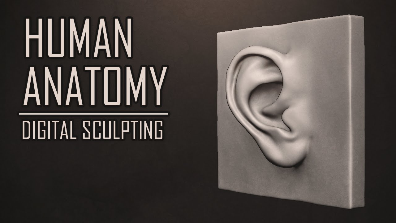 ZBrush Human Anatomy - Ears - YouTube