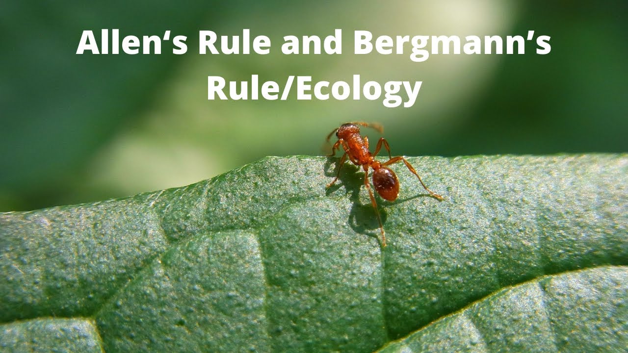 Allen‘s Rule and Bergmann’s Rule/Ecology - YouTube