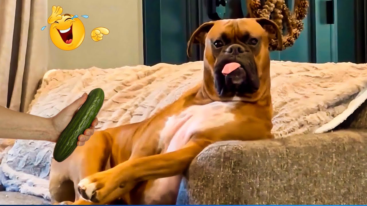 Funny DOGS That You Adopted From the Hood! BEST Funny Animal Videos ...