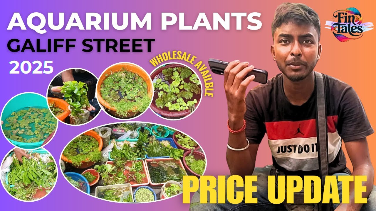Aquarium Plants Latest Price Update with Name 🌿🐠| Sanjib Barik | Galiff ...